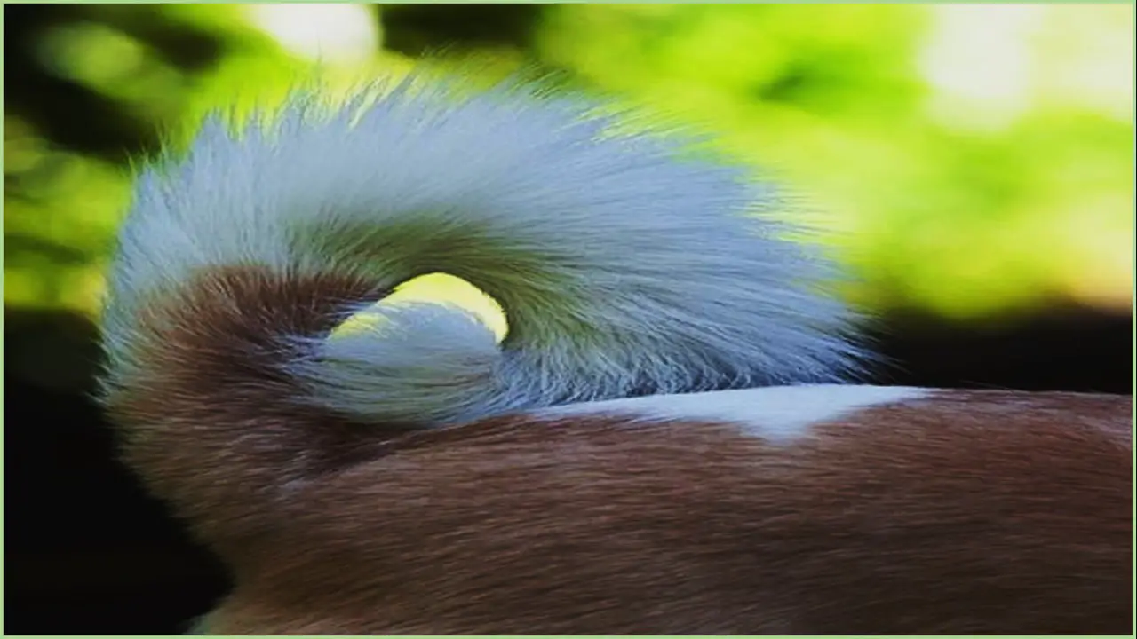 Cola de perro: anatomía, curiosidades, función y cuidados – El Derecho ...