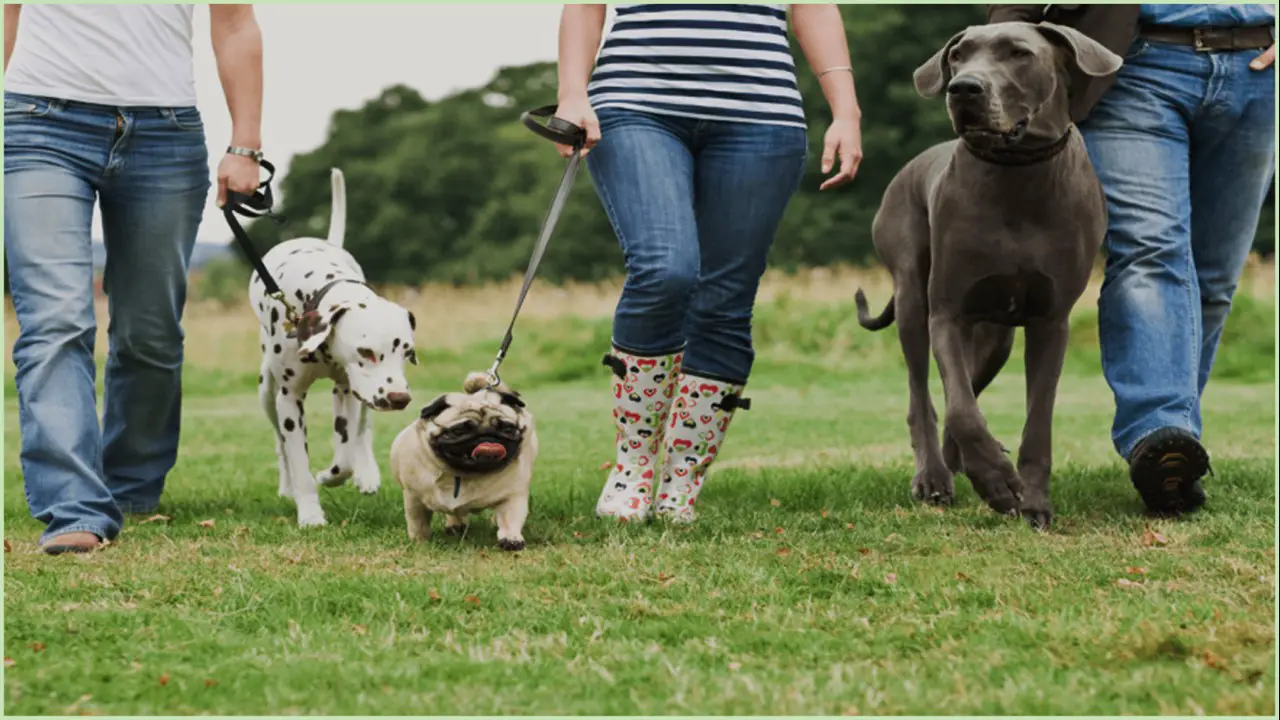 Paseos con perros, todo lo que debes saber – El Derecho Online