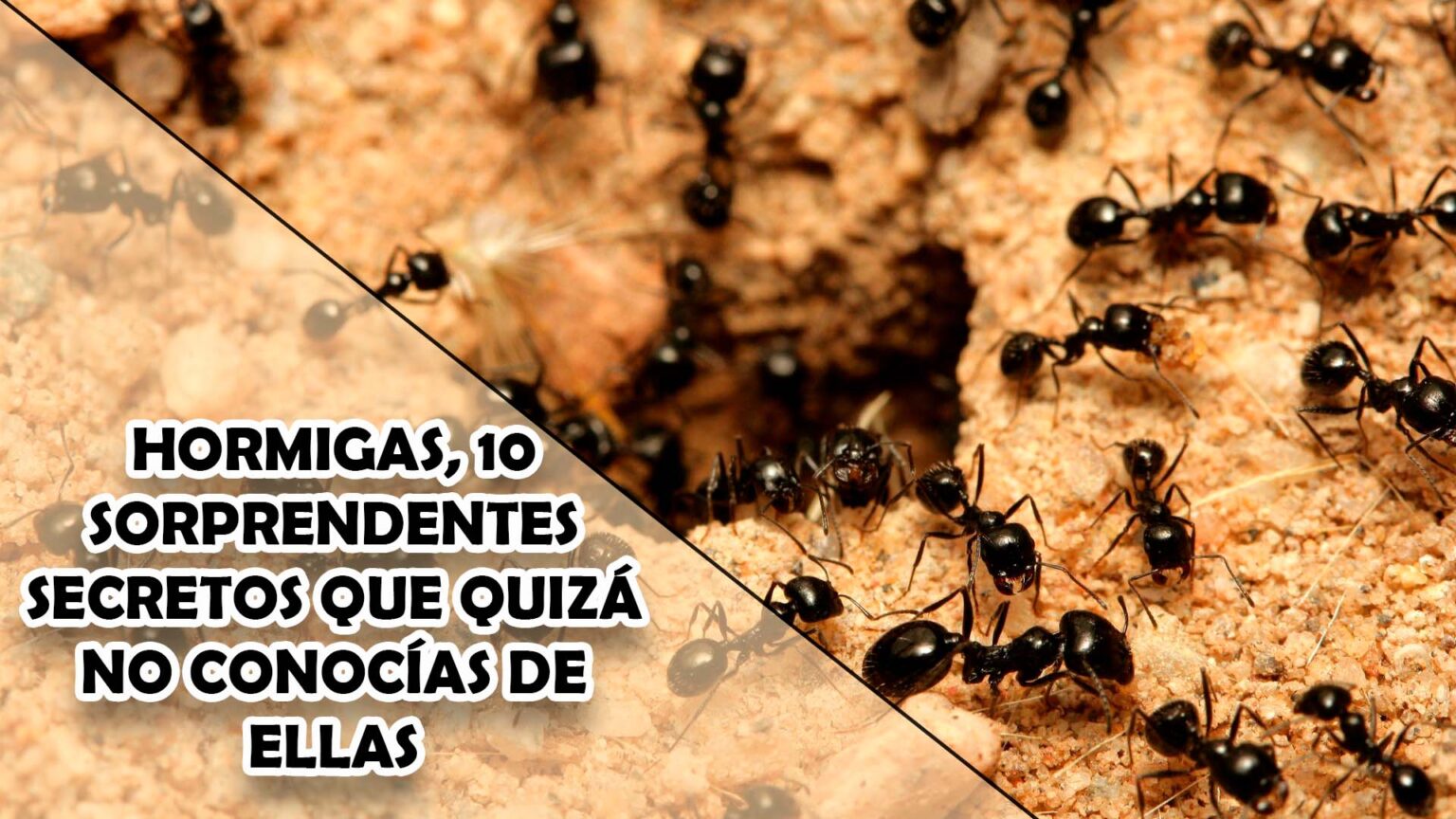 Hormigas 10 Sorprendentes Secretos Que Quizá No Conocías De Ellas 🥇 El