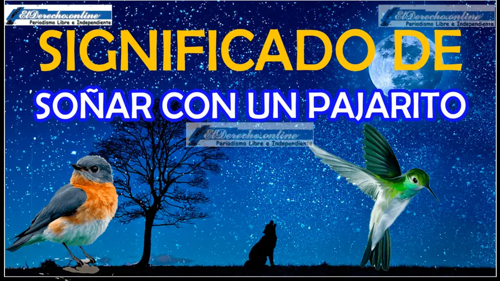 Soñar Con Un Pajarito ¿Qué Significa Este Sueño? 🥇 El Derecho Online【2025 Soñar Con Un Pajarito ¿Qué Significa Este Sueño? 🥇 El Derecho Online【2025